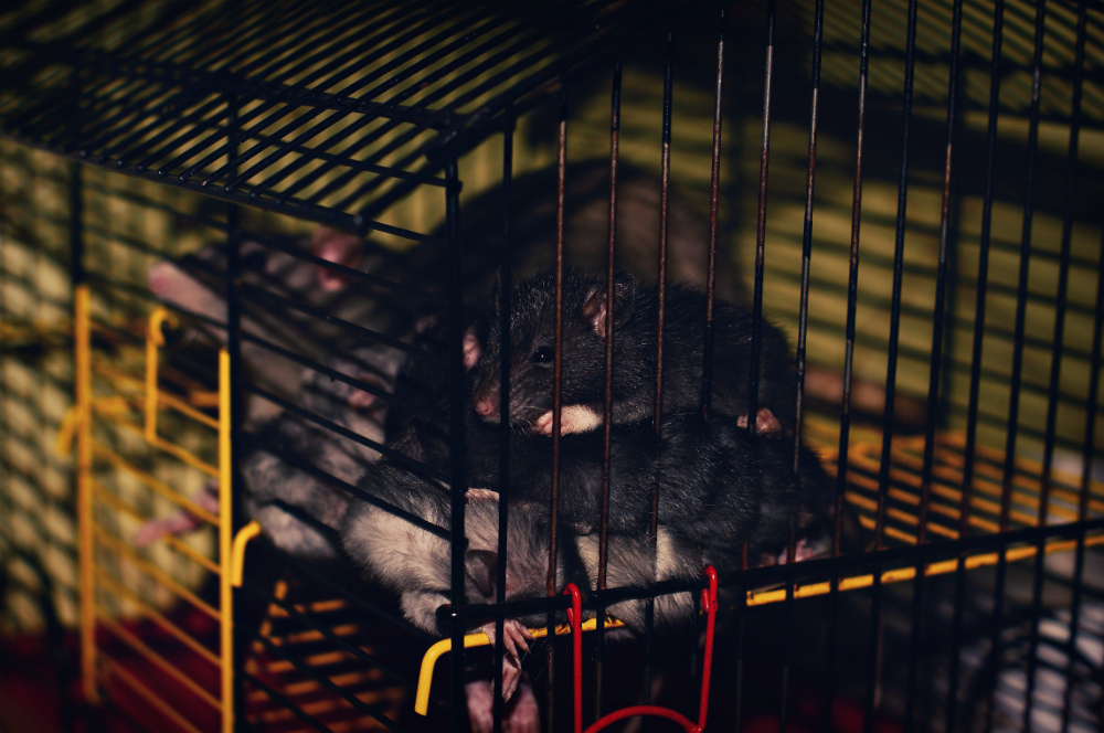 Advantages And Disadvantages Of Keeping Rats As Pets | Anna-Alina ...