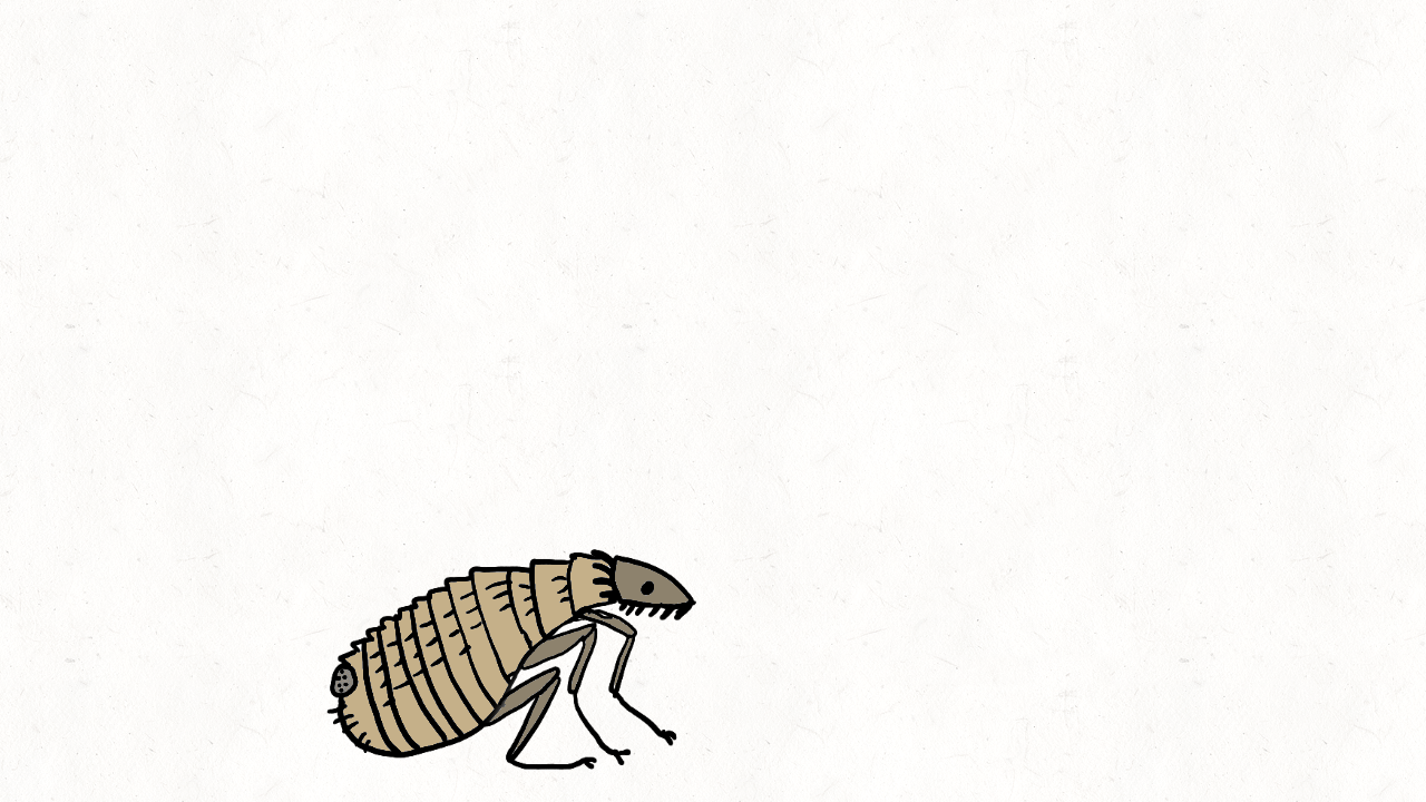 Hear the plea for the flea - California Naturalist Diaries