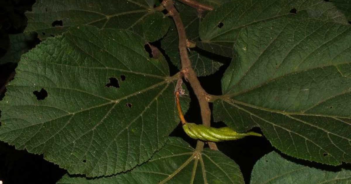 Medicinal Plants: Helicteres isora, Mriga Shringa, Maror Phali ...