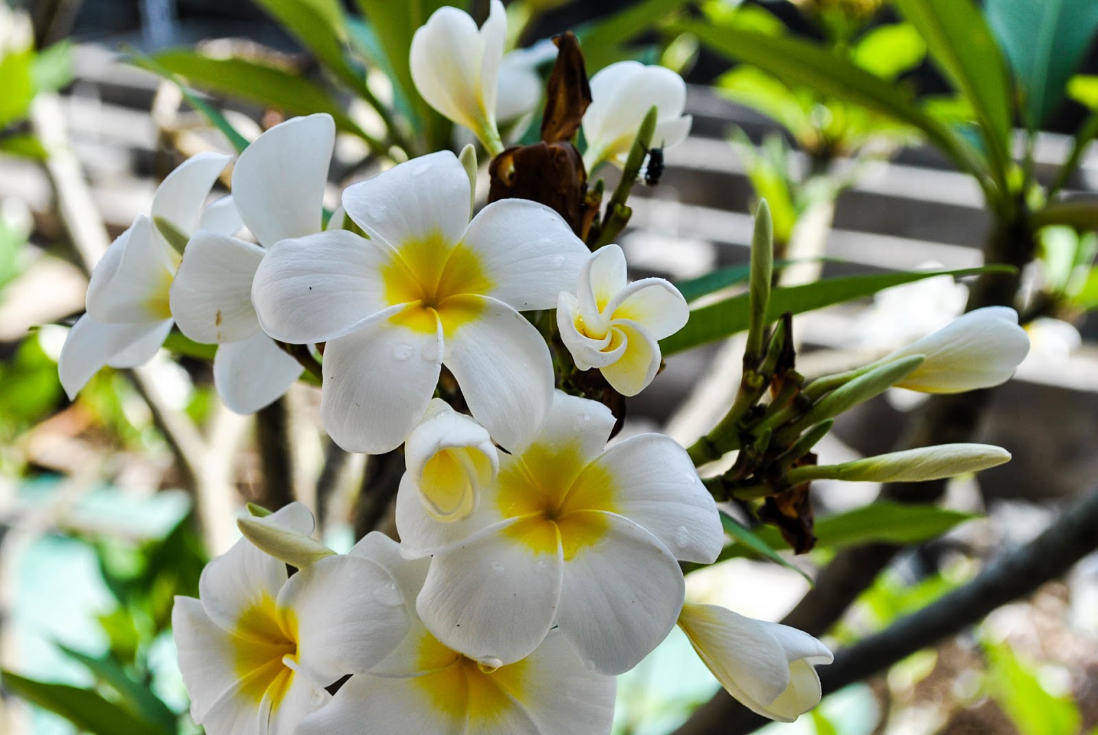 “FRANGIPANI” One of The Most Beautiful Flower in Bali……….. ~ Best ...