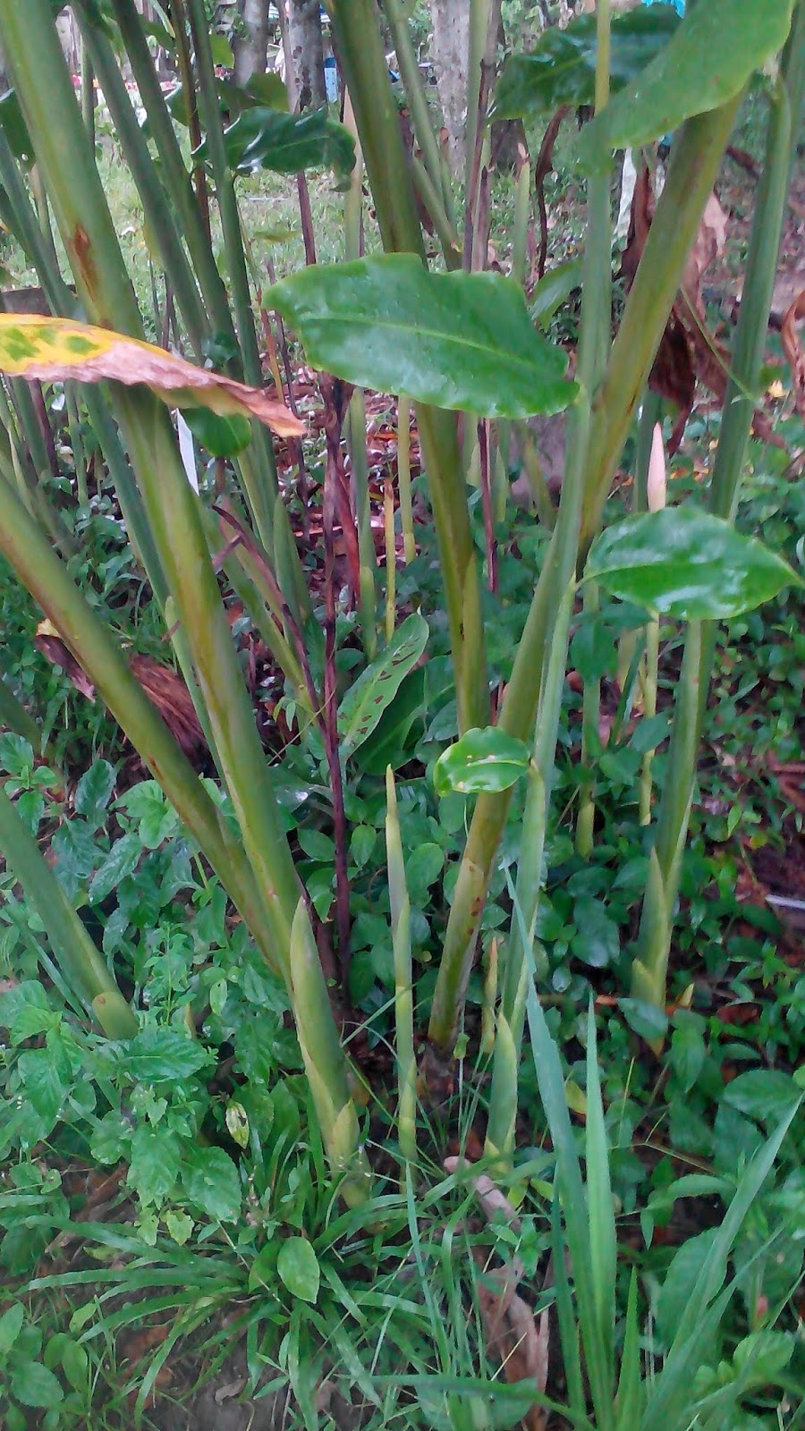 Izymade Borneo: PERBEZAAN ANTARA POKOK KANTAN DAN POKOK TUHAU
