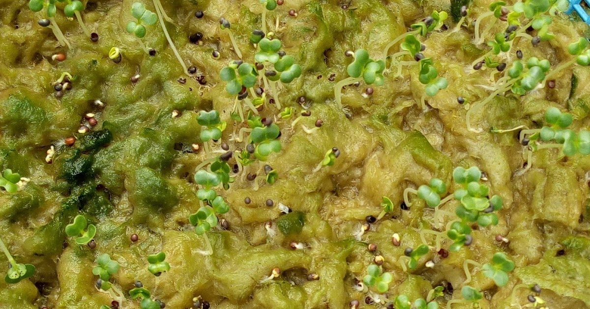 Tanaman Kutilang, ini Penyebabnya