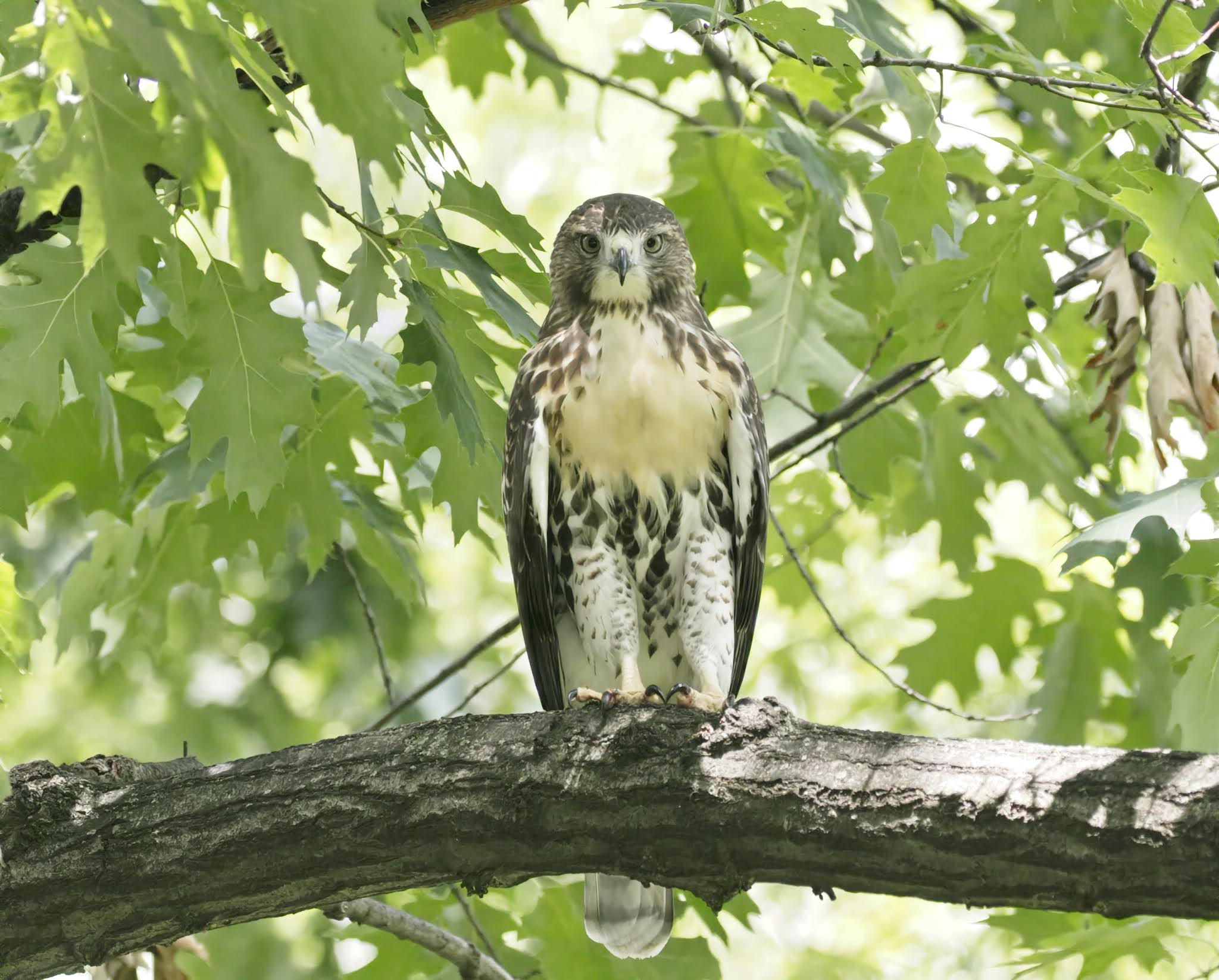Laura Goggin Photography: Tompkins Square red-tailed hawk fledgling ...