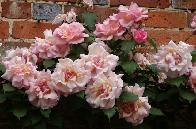 Organic Garden Dreams: Mottisfont Abbey - a Rose Lover's Paradise V