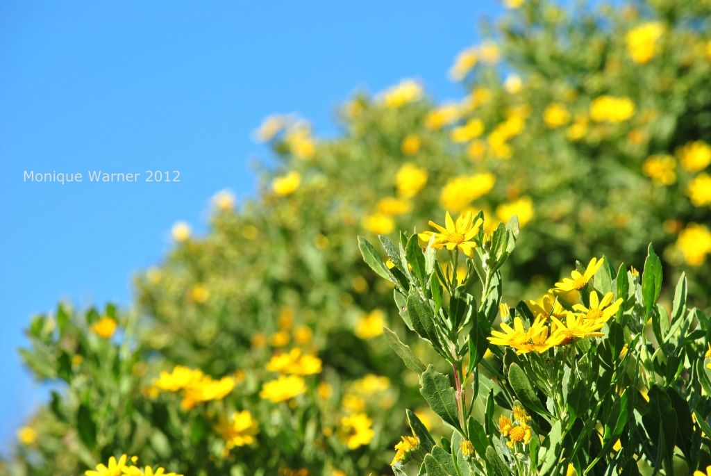 Oh Just a Mo: Inside Intaka Island