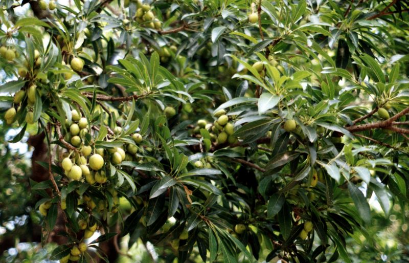 Herbal plants of Sri Lanka: Mee,(Madhuca longifolia, Bassia Longifolia, )