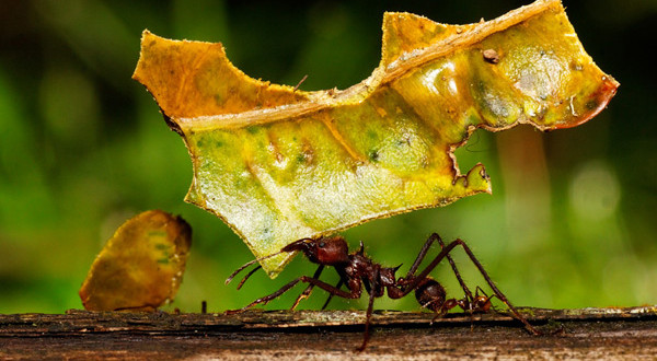 Poučna priča: KAKO JE VRIJEDAN MRAV DOBIO OTKAZ?