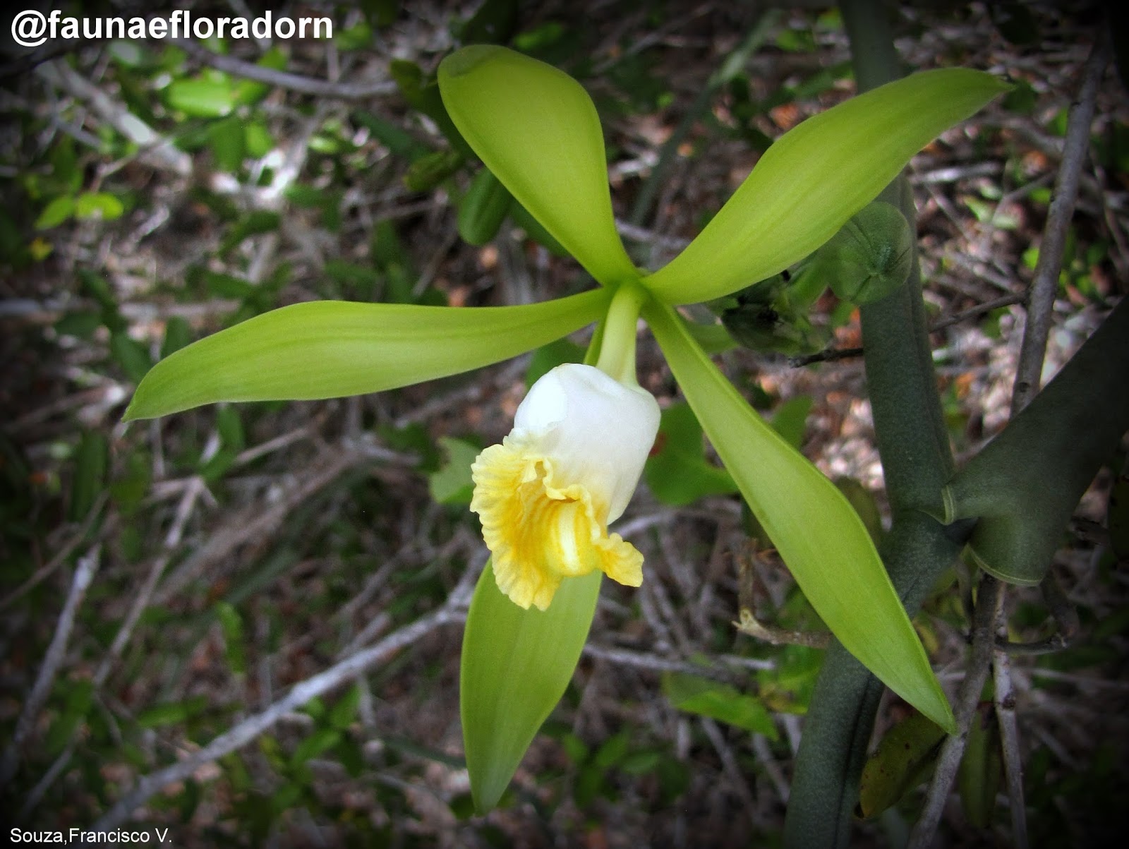 FAUNA E FLORA DO RN: Baunilha Vanilla bahiana Hoehne