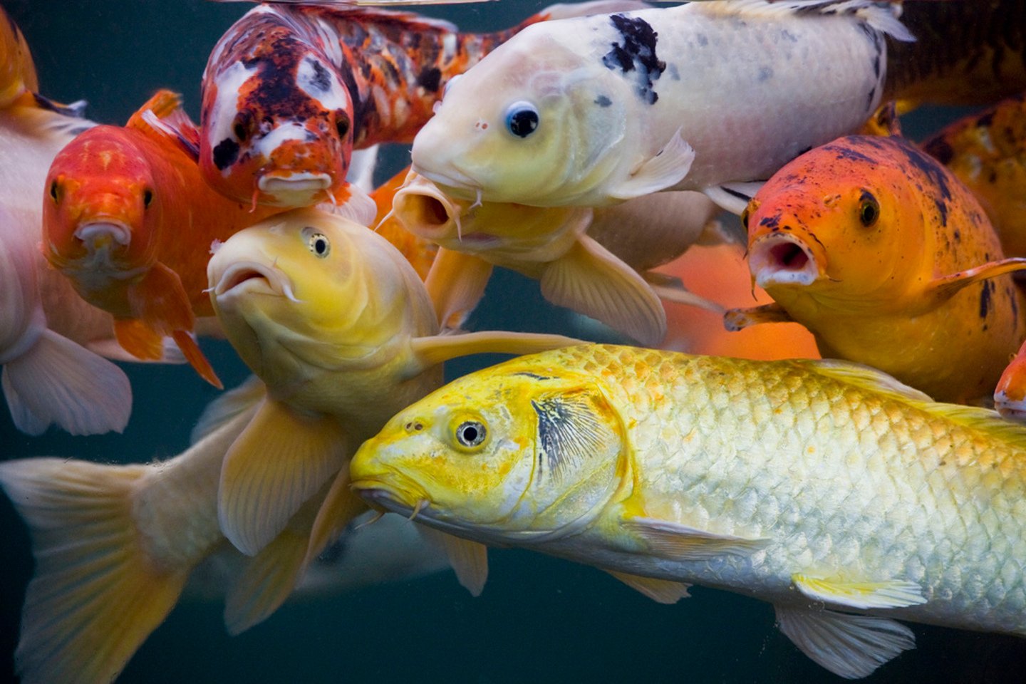 Facts about Koi fish