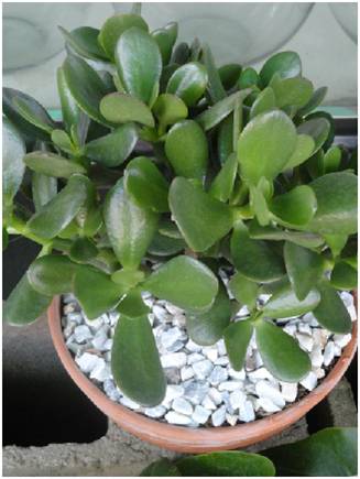 La Doctora De Las Plantas: Idea de plantas fáciles para hacer arreglos ...