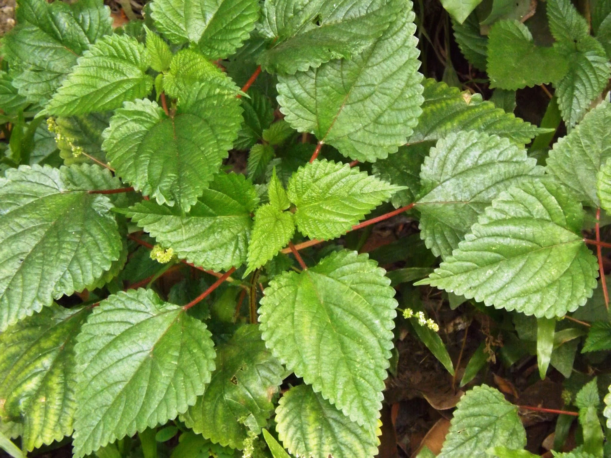 Lal bichuti or Hawaiian wood-nettle, Laportea interrupta