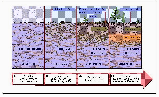 El suelo como ecosistema ~ Con-CIENCIA