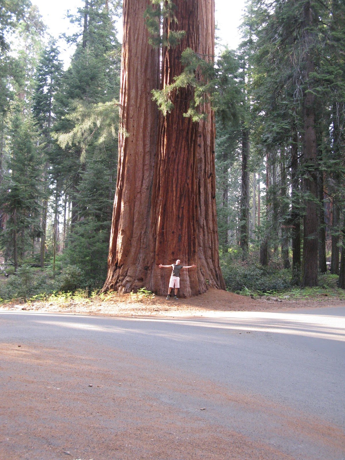 Spidermanzano: Sequoya Nationa Park