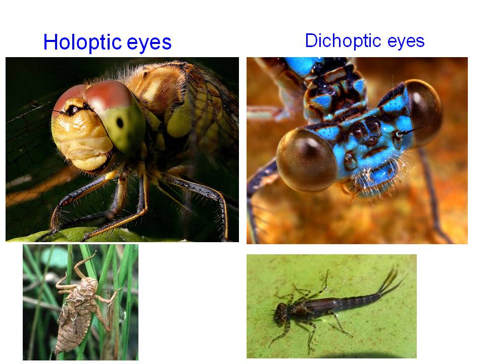 Examples Of Apterygota Insects at Mark Jennings blog