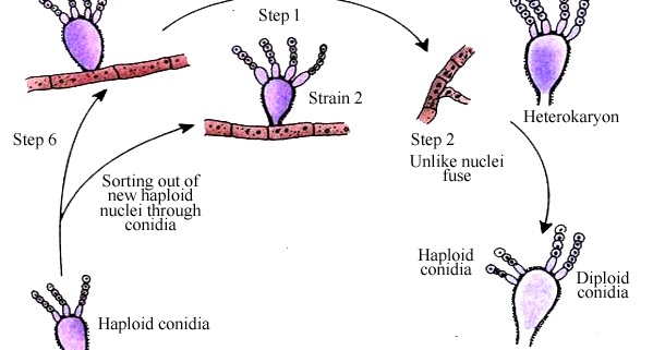 PARASEXUALITY AND PARASEXUAL LIFE CYCLE IN FUNGI