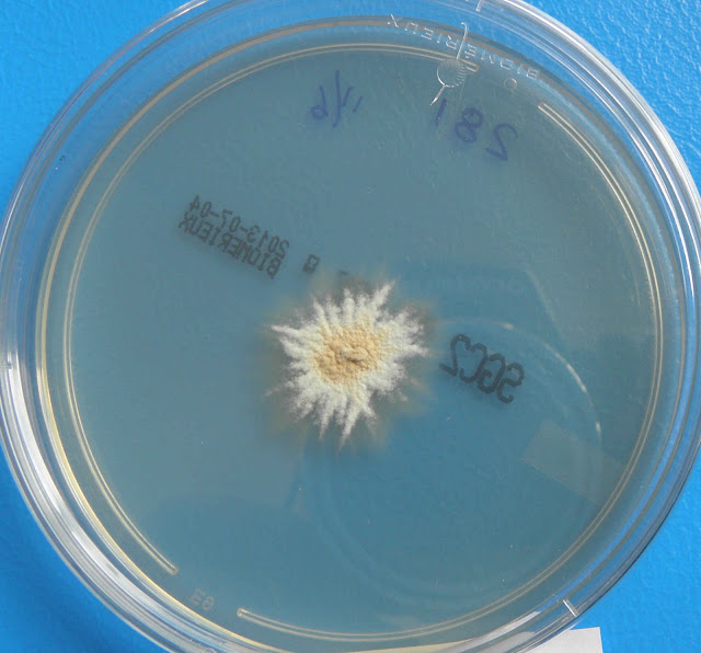 ATLAS MICOLOGIA: MICROSPORUM GYPSEUM
