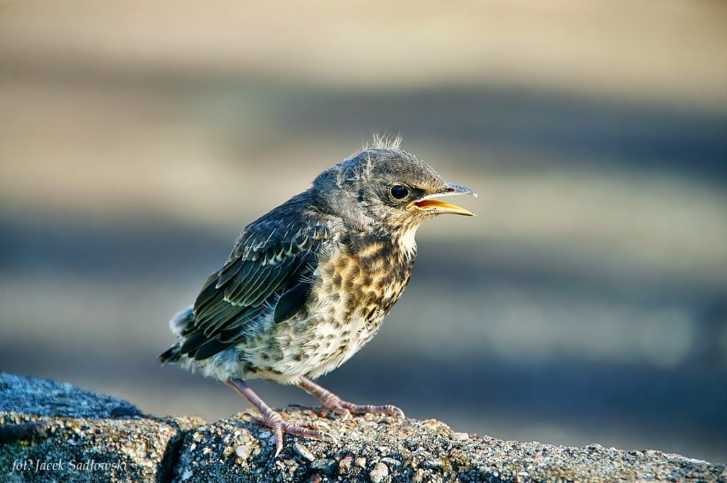 FotoBlog Jacek Sadłowski: Młody kwiczoł - podlot