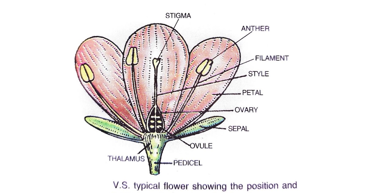 Parts Of A Flower And Their Functions With Diagram parts-of-a-flower-and-their-functions-with-diagram