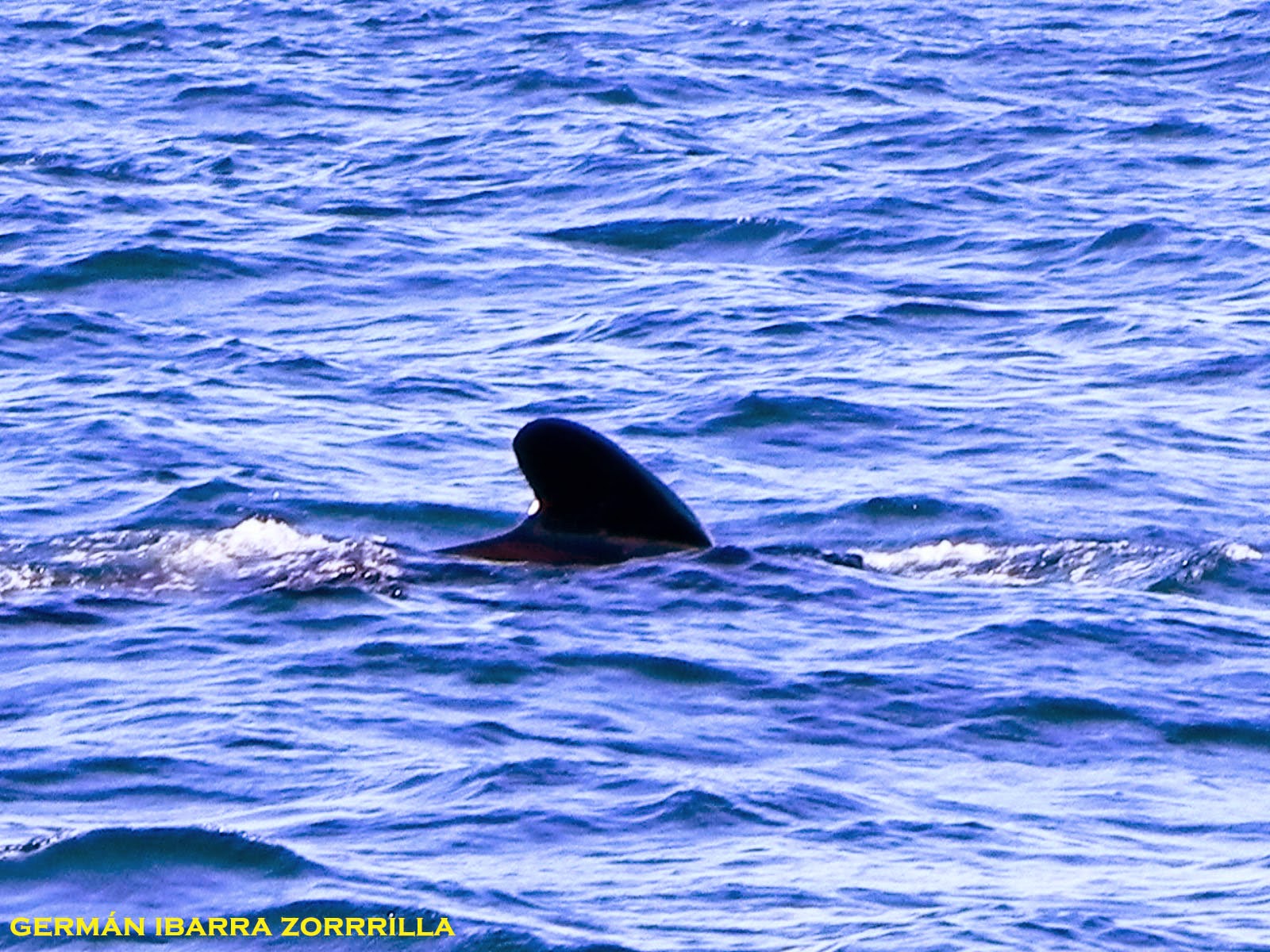 FAUNA COMPACTA el blog de Germán Ibarra Zorrilla: Calderón común ...