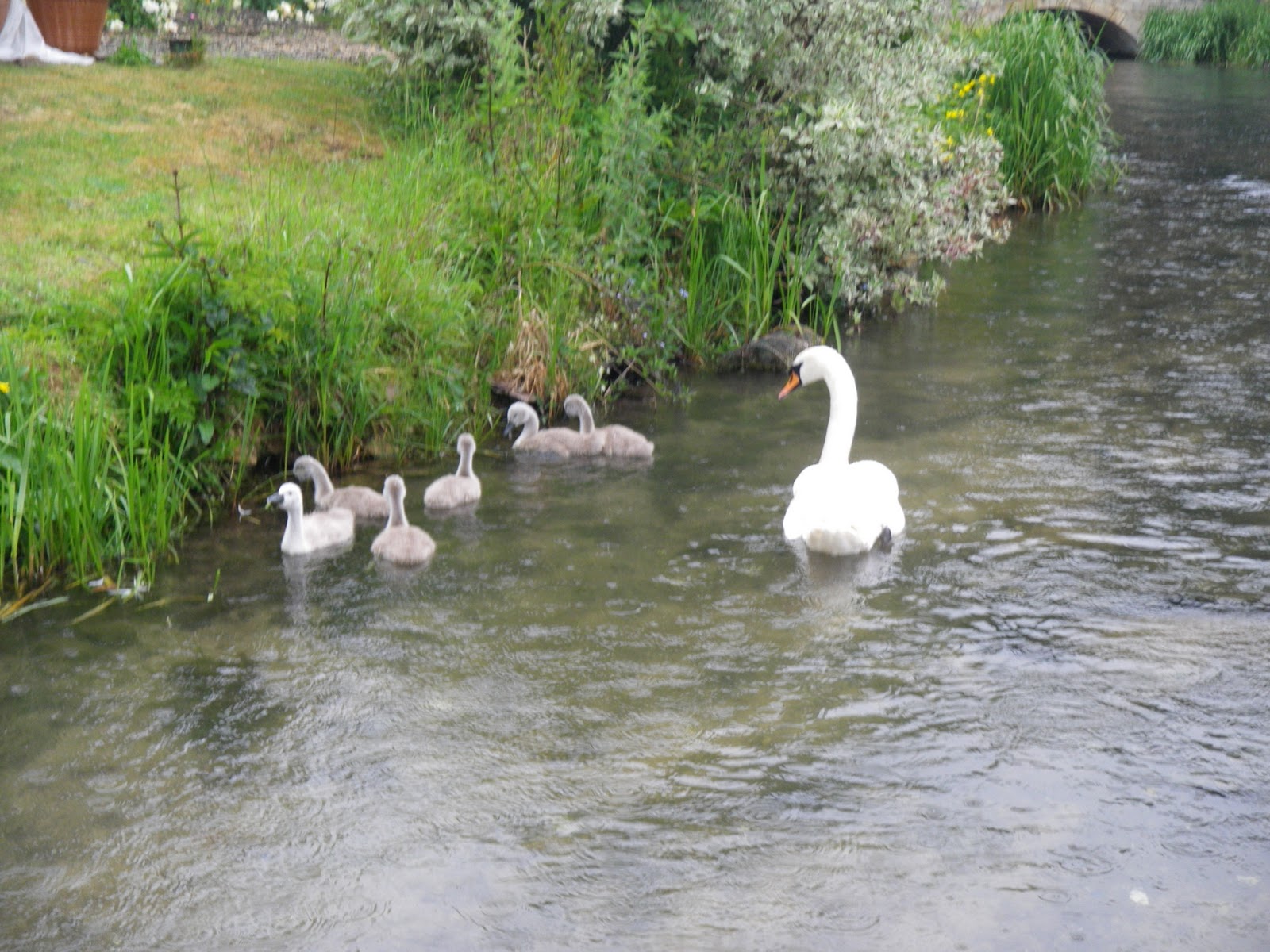 Fly Fishing and other adventures: The River Coln, Fairford in the Rain