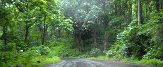 Perilaku dan Pitutur a la Jawa: HUTAN (ALAS) DALAM UNGKAPAN JAWA Perilaku dan Pitutur a la Jawa: HUTAN (ALAS) DALAM UNGKAPAN JAWA