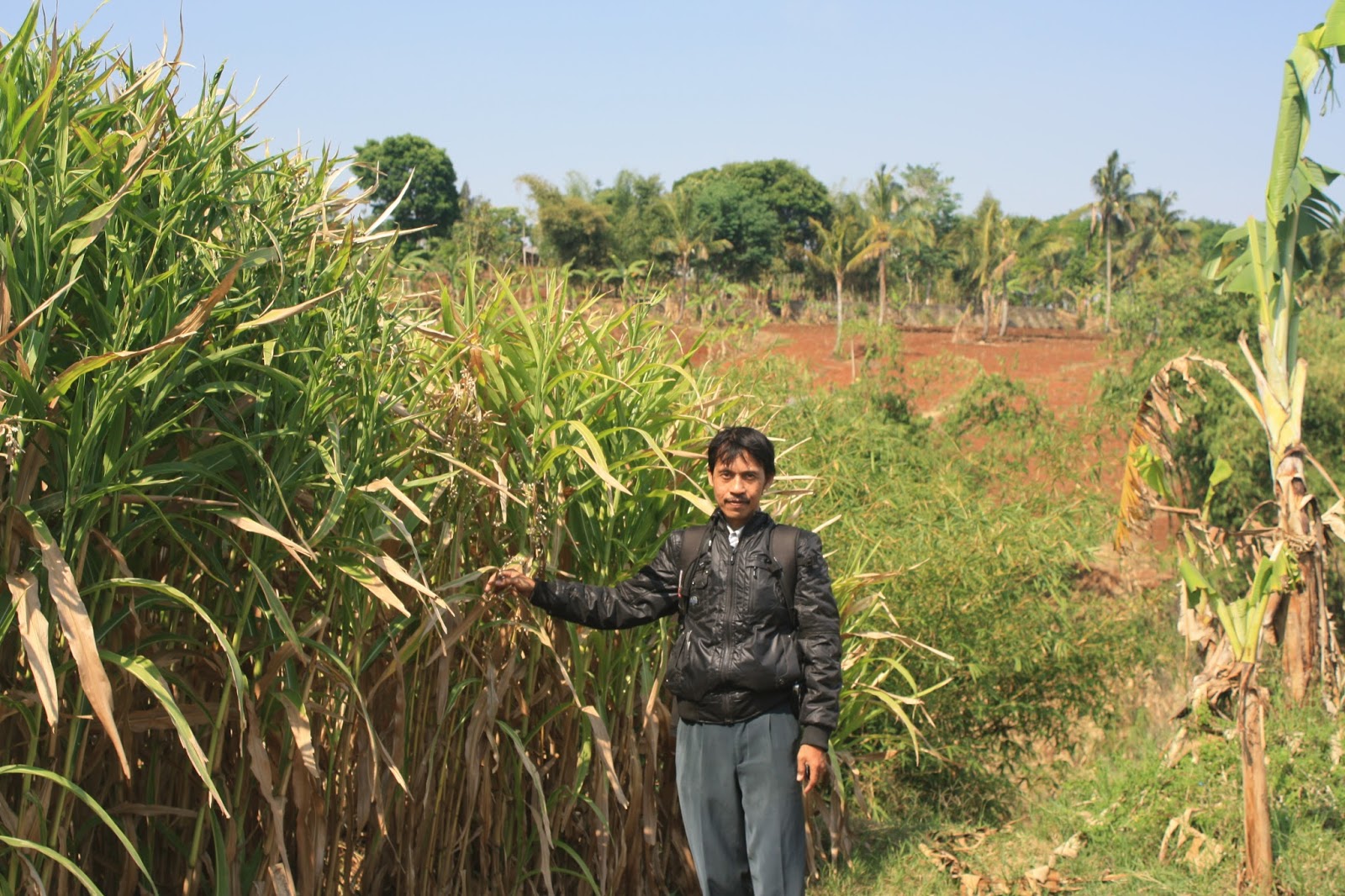 Aep dan Hanjeli: Selamat datang di AEP HANJELI