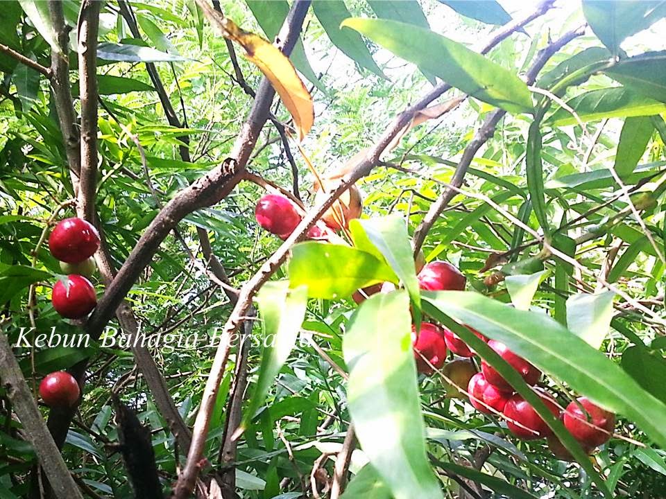 Kebun Bahagia Bersama: Perupok (Lepisanthes alata)