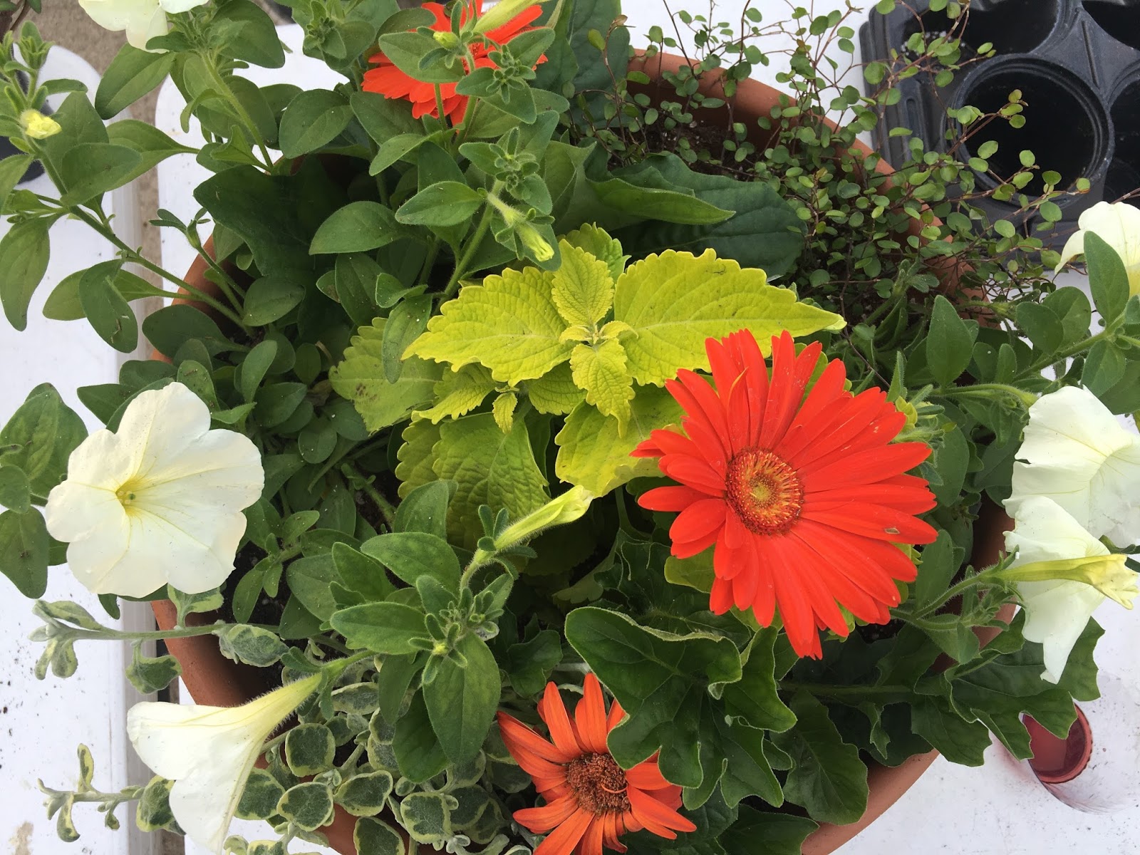 Make My Day Camp: Pillar, Filler, Spiller - Design a Spring Combo Pot