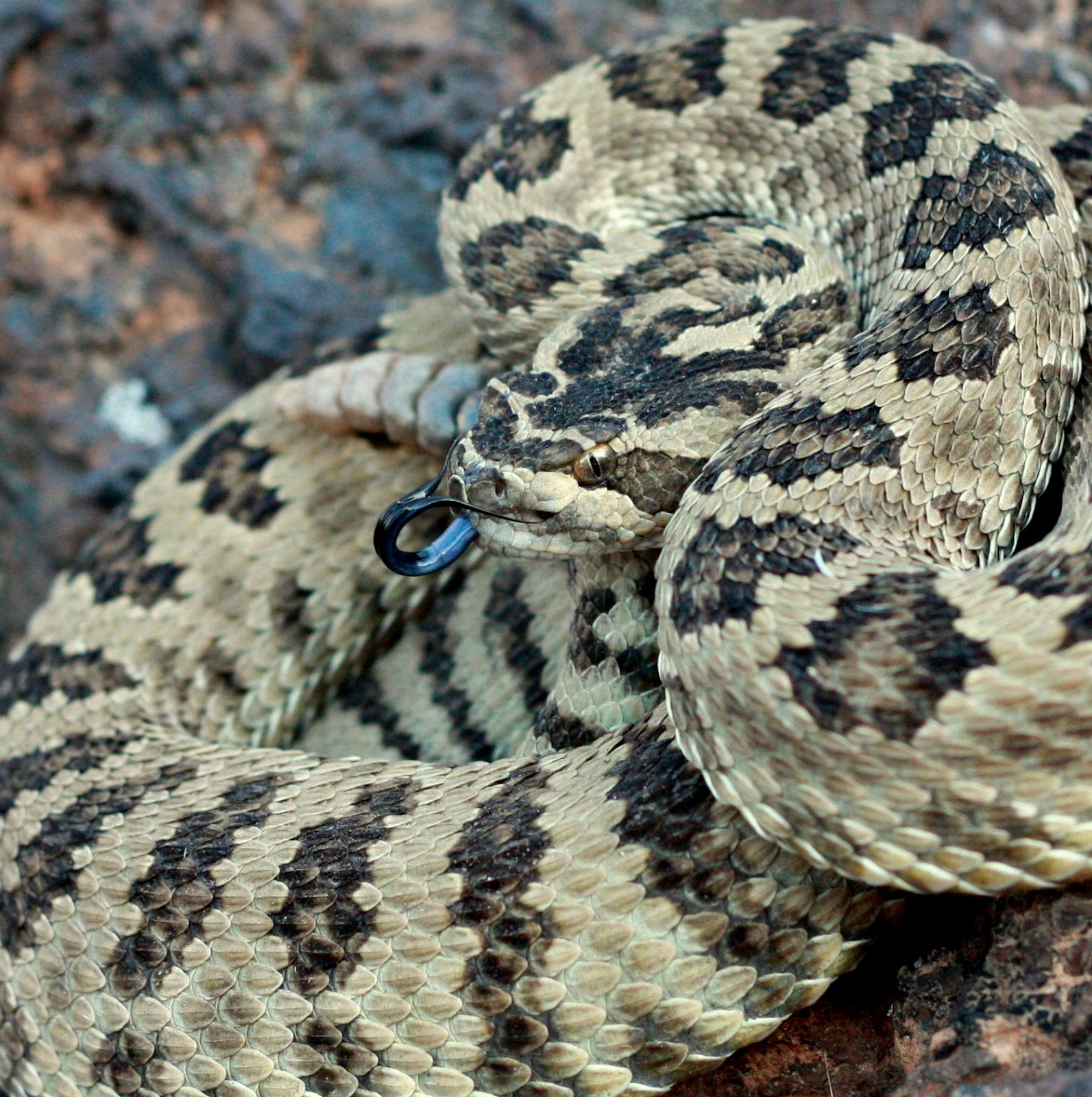 The Herpers: St. George Encore