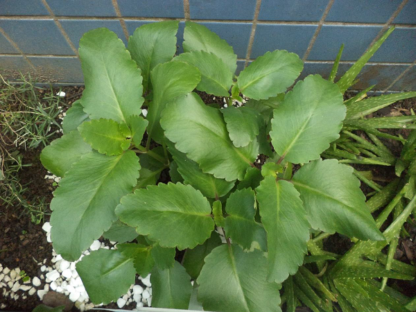 PLANTAS CURAM: SAIÃO