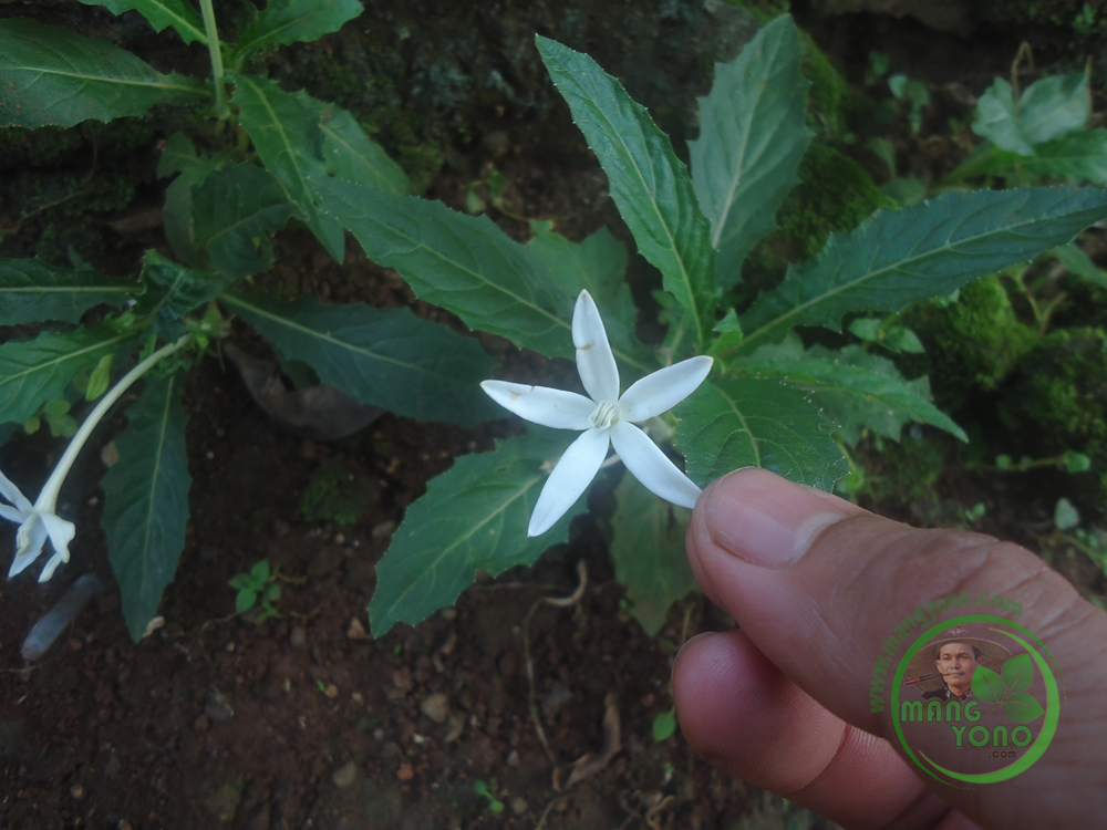 Bunga Korejat menyembuhkan asma, bronchitis dan radang tenggorokan