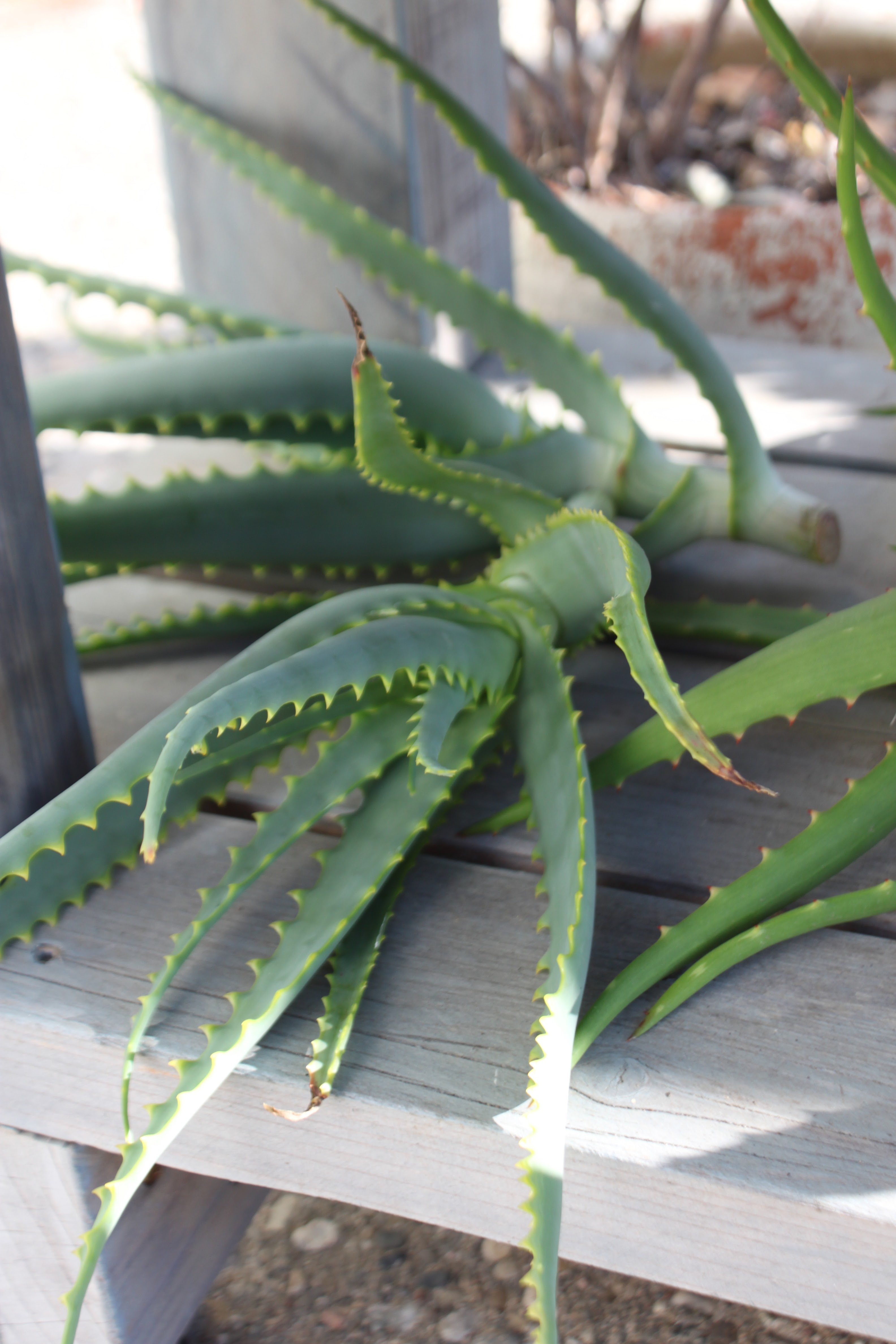 Growing Aloe mutabilis