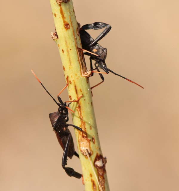 Birdernaturalist: Molino Basin Goodies – Poling's Giant-Skipper