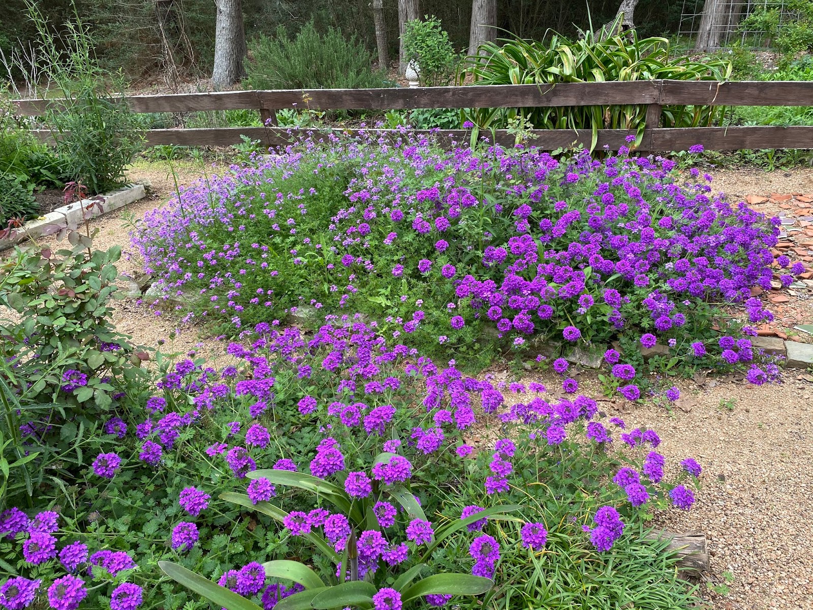 Lisa Bonassin's Garden: More Pictures of Homestead Purple Verbena and ...