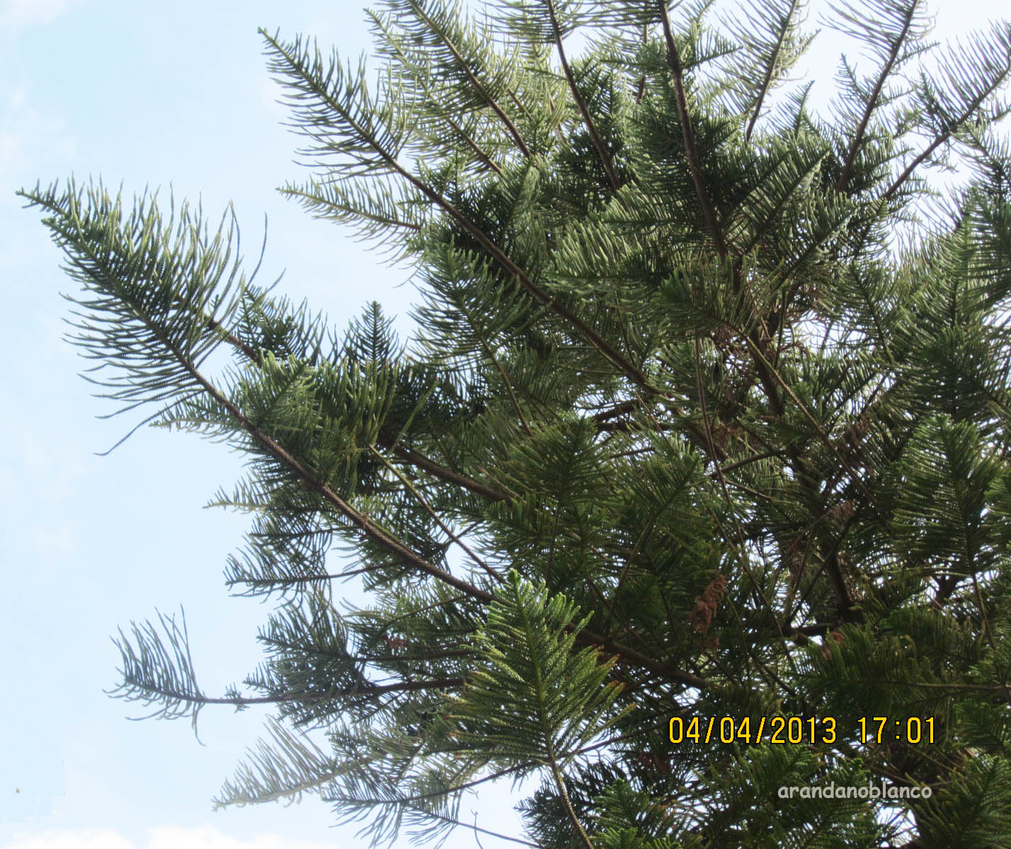 elarbolmiamigo-encinarosa: Araucaria de Pisos / Araucaria heterophylla ...