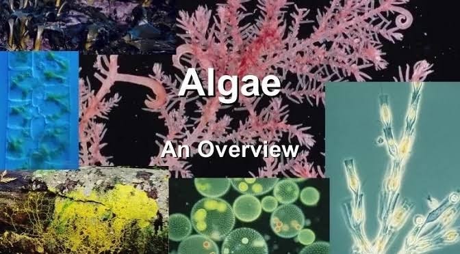 Algae - An illustration with General features, classification ...