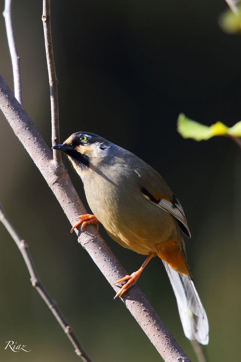 Winter Birds Arrive in Margalla Hills