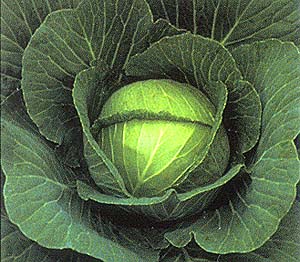 PLANTAS MORENAL: REPOLLO -- Brassica oleracea