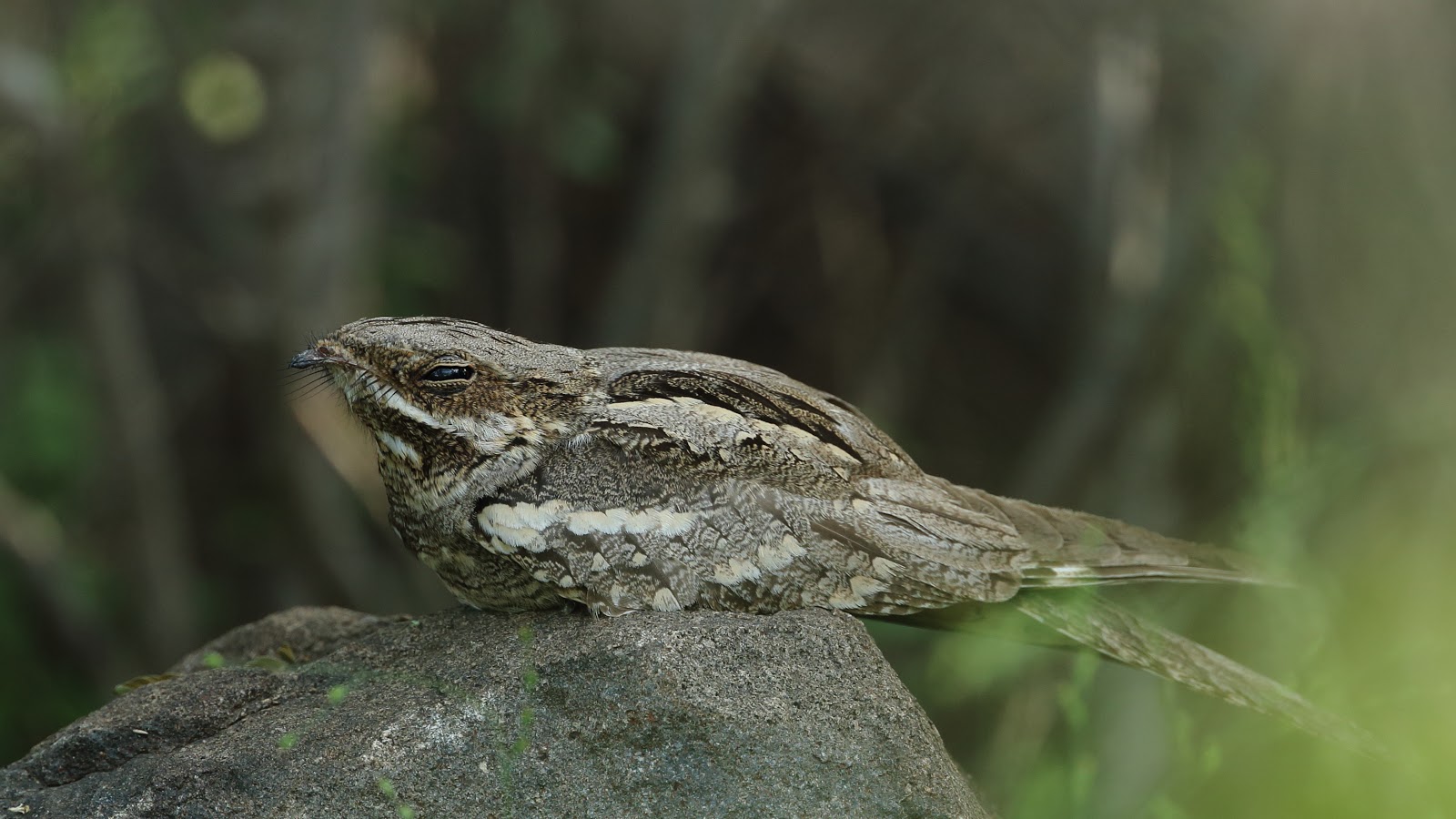 Birding ! Driving ! Soul-searching !: Nightjar