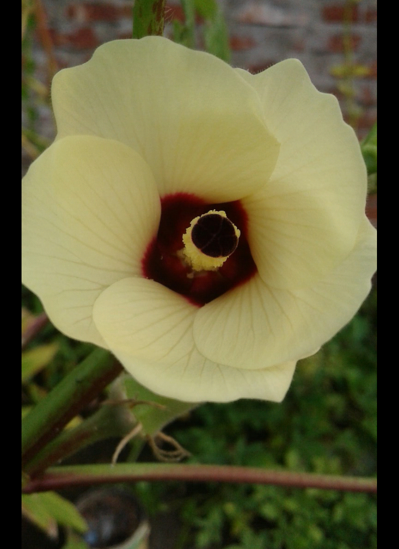 Lady"s Finger Flower(15.04.2020) - Sharing Learning Methods (Sharby Chy)