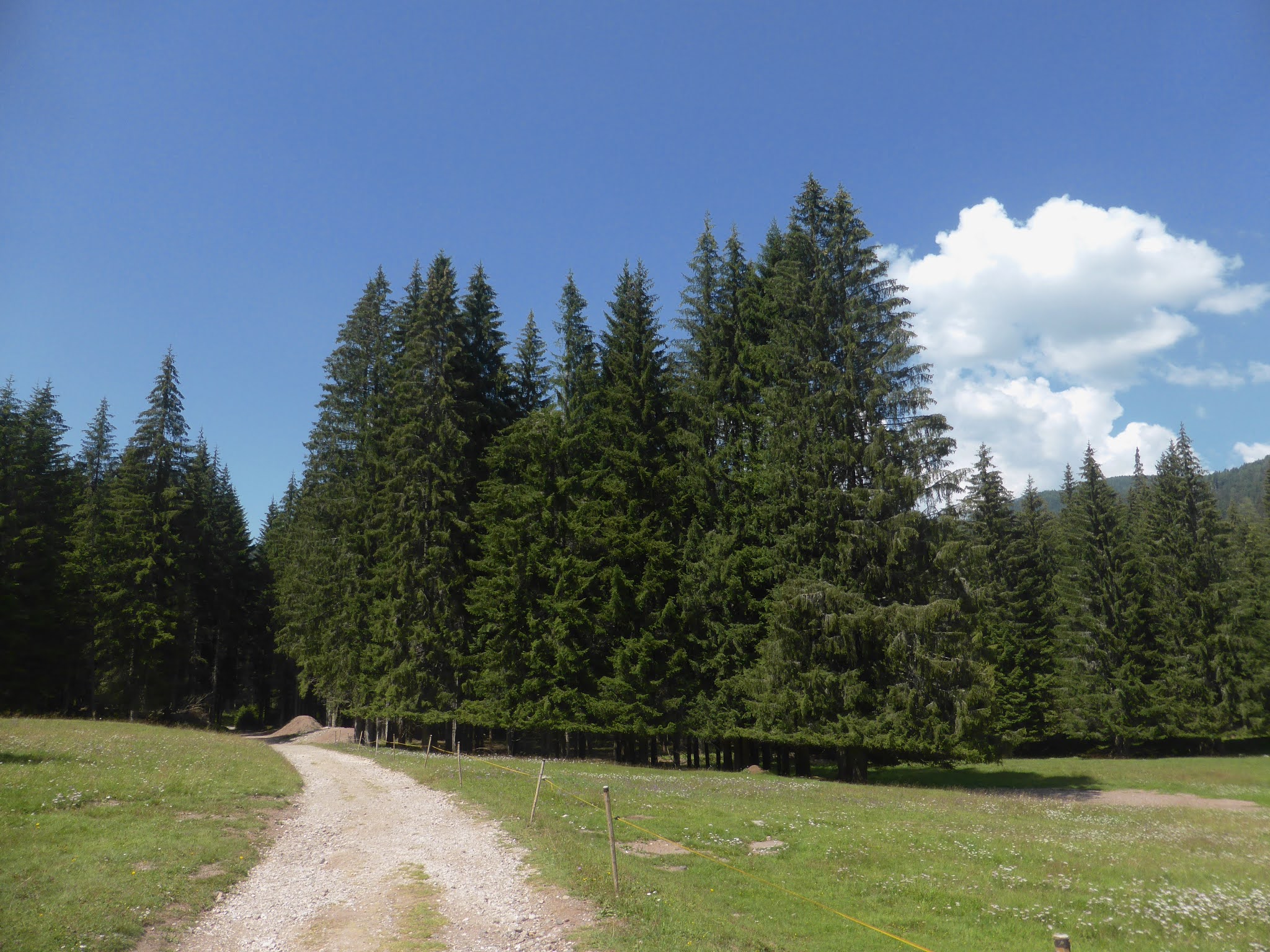 Facciamo un giro in centro?: PARCO NATURALE DI PANEVEGGIO
