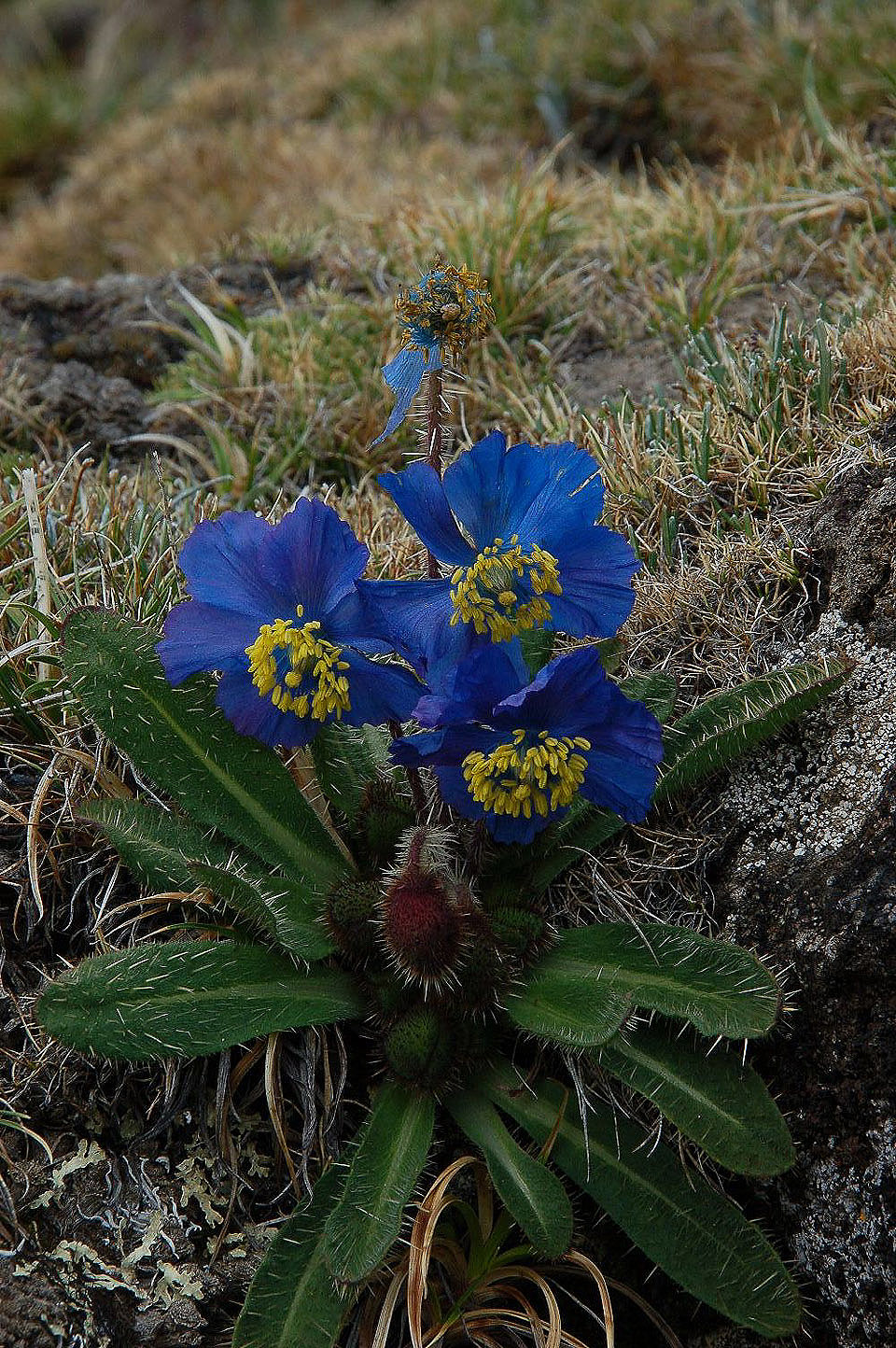 Meconopsis World - A Visual Reference: Meconopsis horridula - Photos In ...