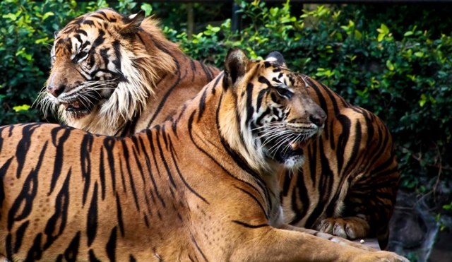The Sumatran Tiger Facts, Indonesian Big Cat | The Archipelago Zone