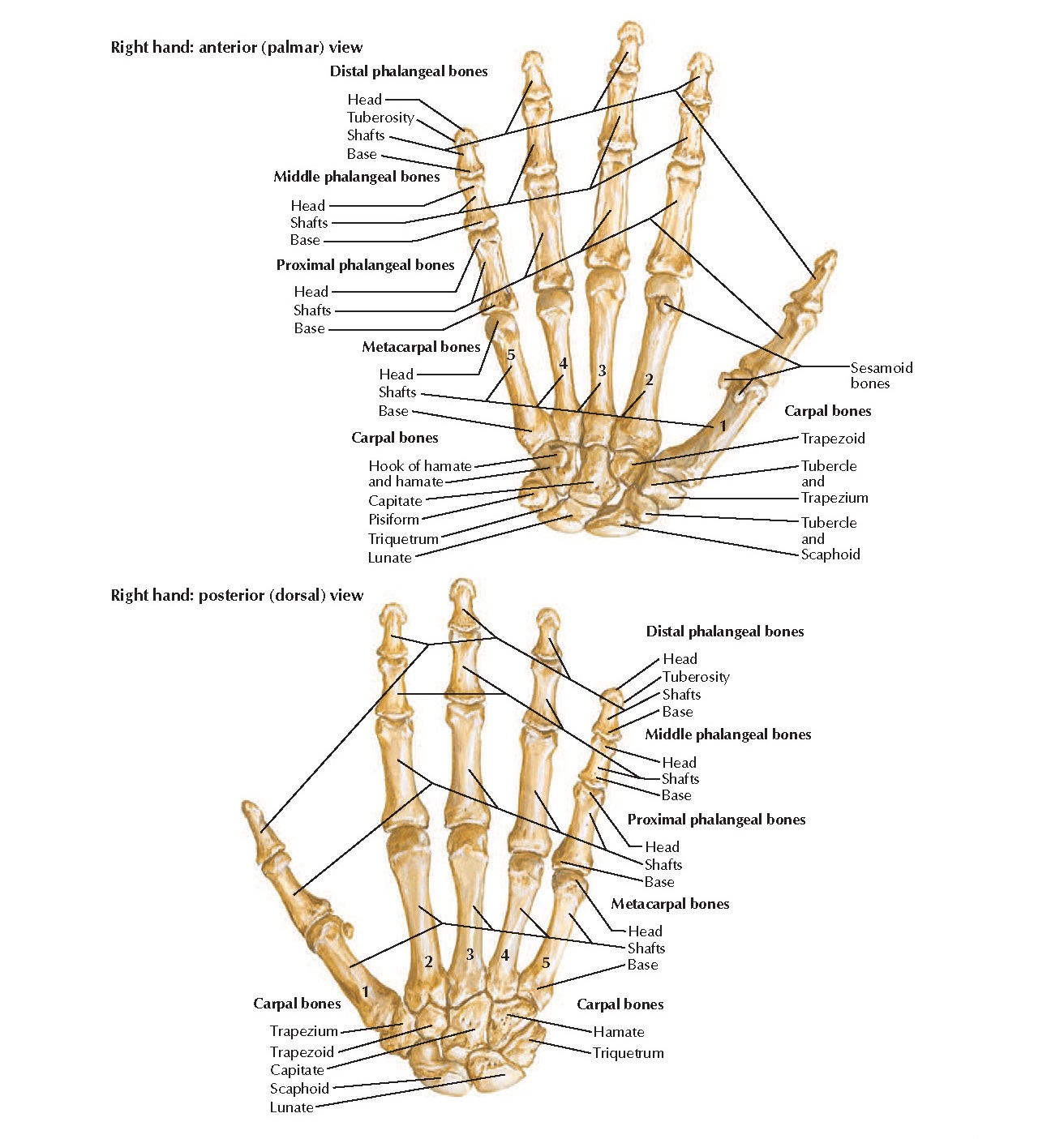 Bones of Wrist and Hand Anatomy - pediagenosis