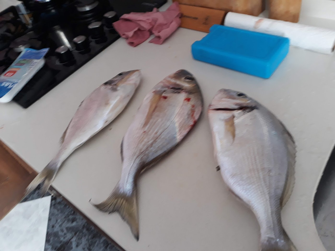 Mi corralito: Choco curioso