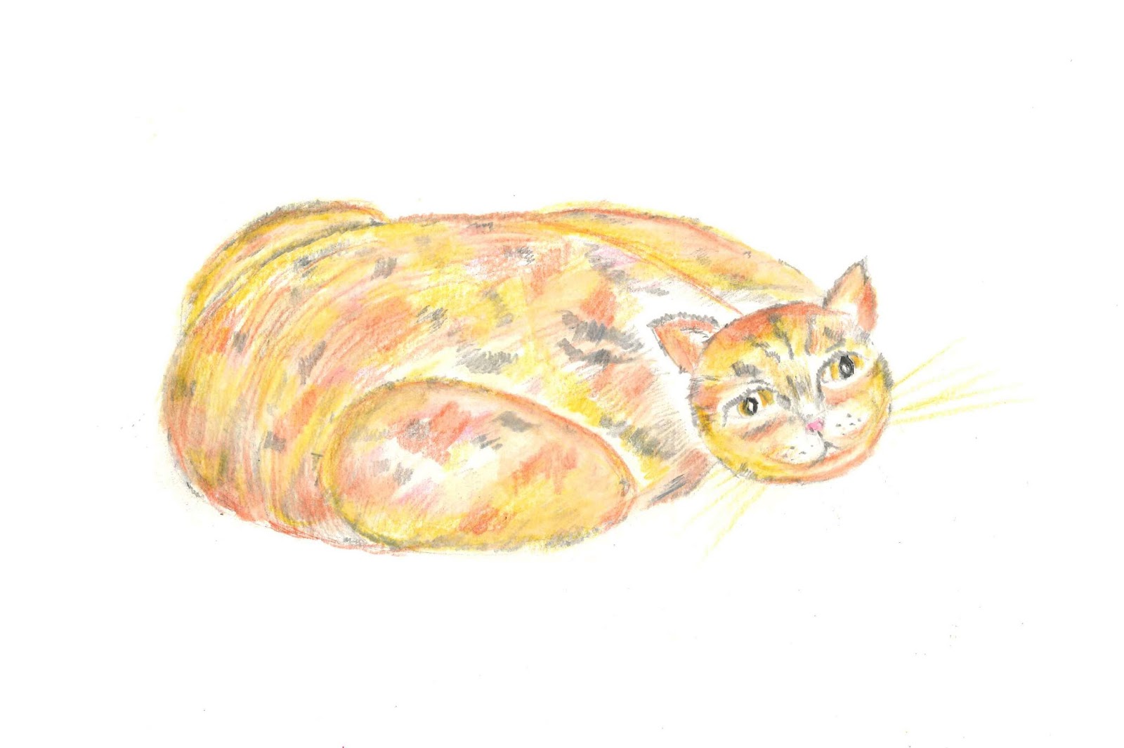Negotiated Illustration by Ieva G: Observational Drawing The Subject 'Cats'