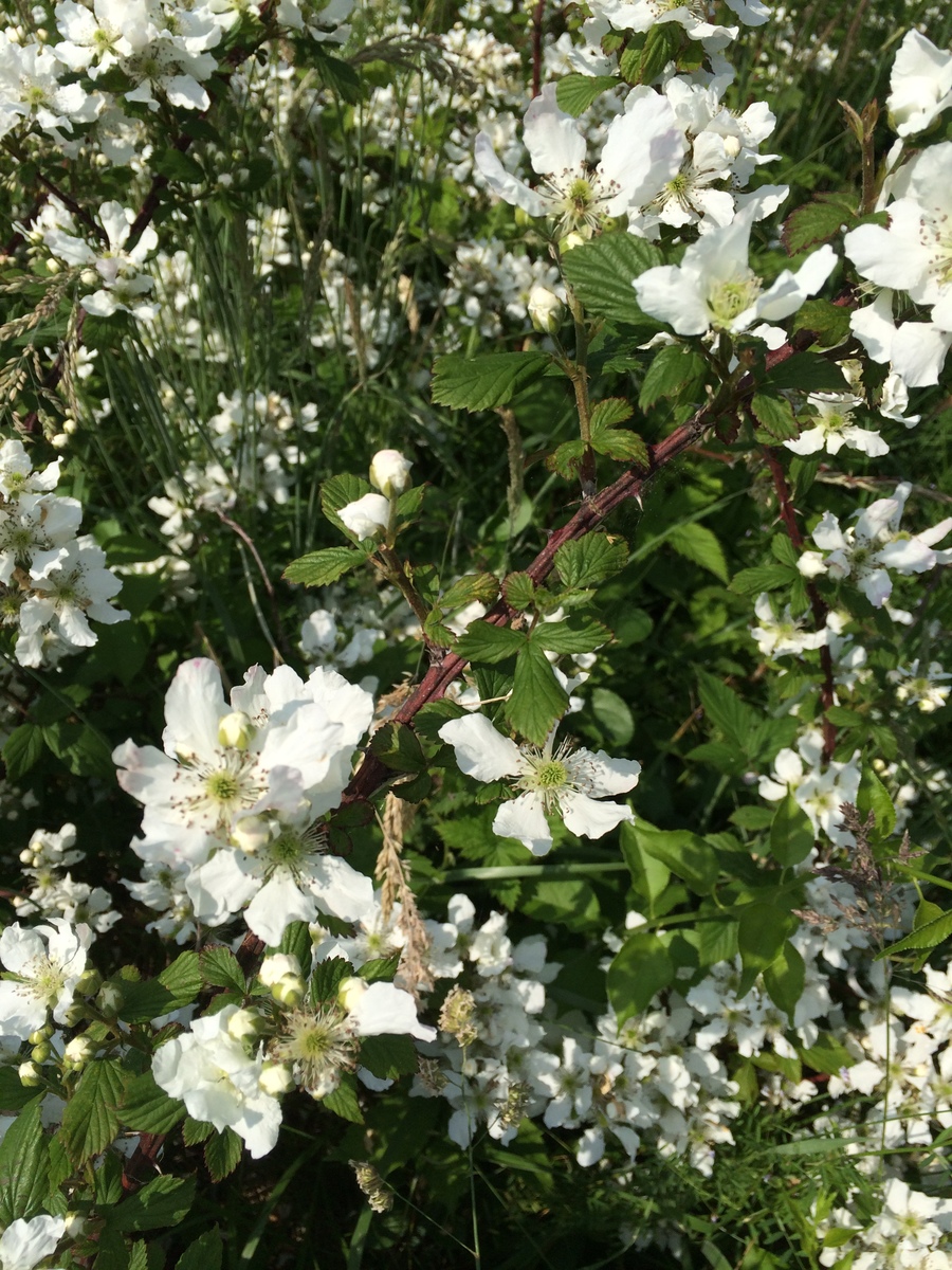 MAME: One Hit No More, No. 49: The Jaggerz...and That's the "R-A-P-P-E-R"