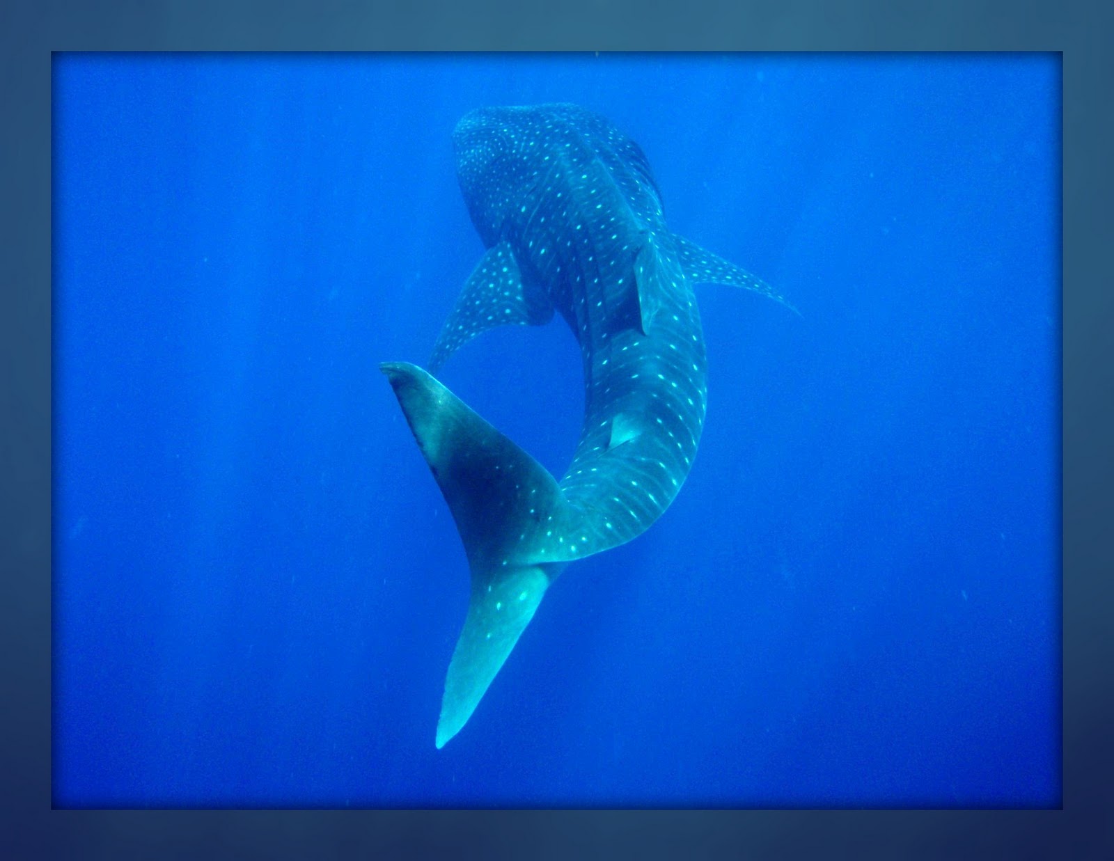 Australie & Asie ~ '10-'11 ~ JJ: Requins baleine