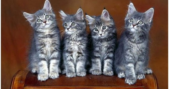 53+ Top Gambar Tahi Kucing Anggora