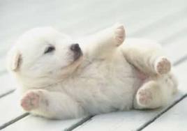 Perritos cuquis: ¡OS ENSEÑO ALGUNAS RAZAS DE PERRO MUY CUQUIS!